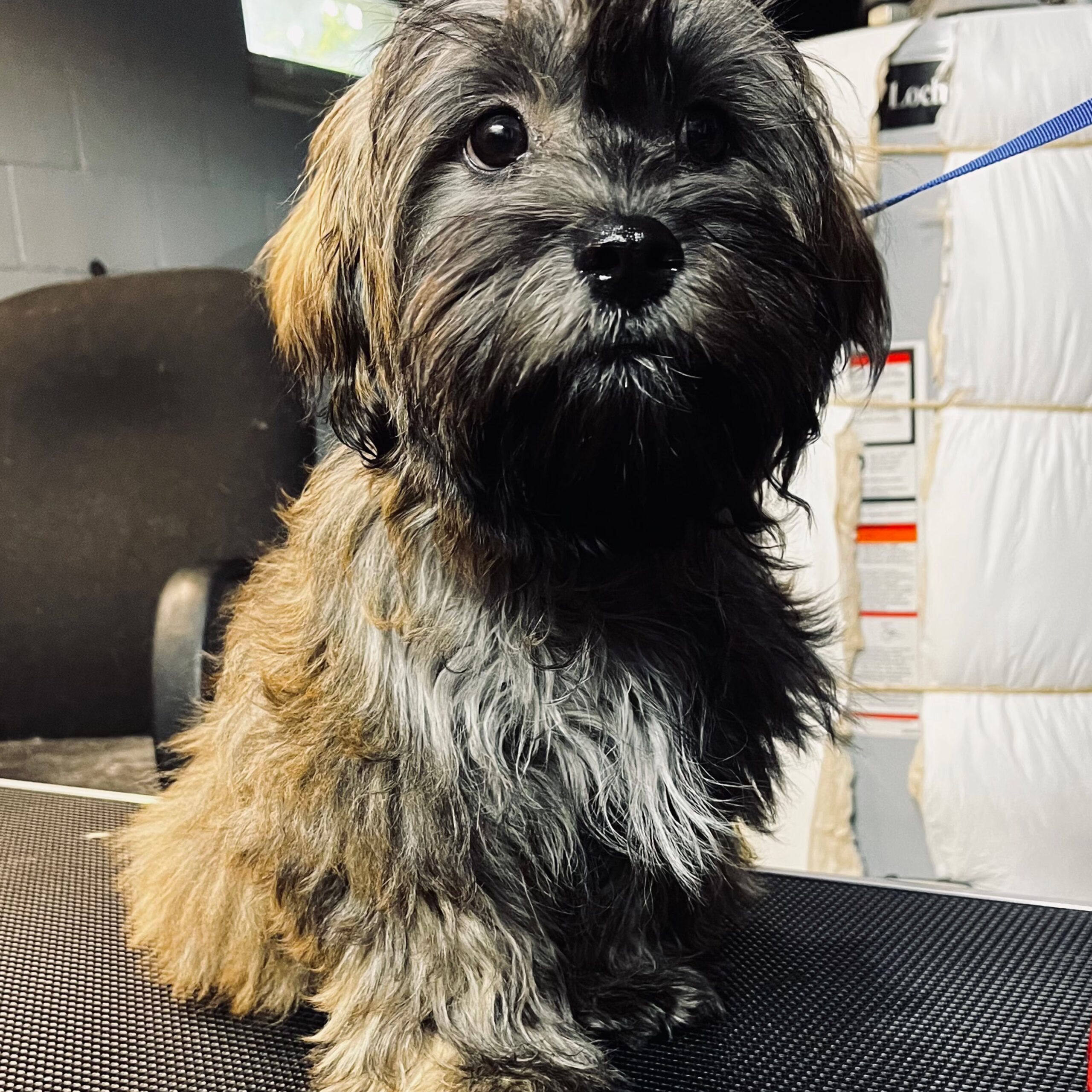 De-Matting Treatment | Twin Tails Golden Grooming